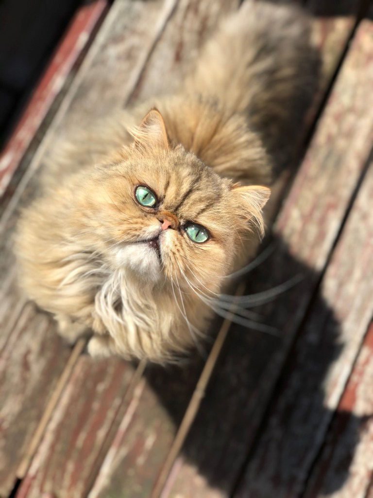 About us – Dutchkittycat