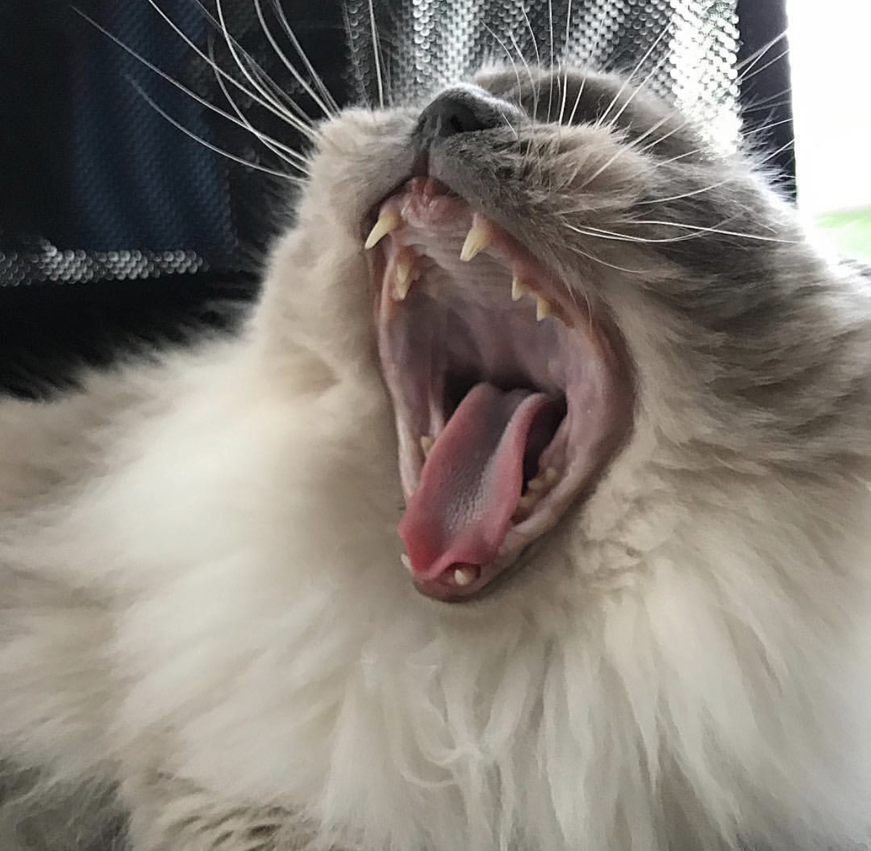 Dutchkittycat – Check our virals!